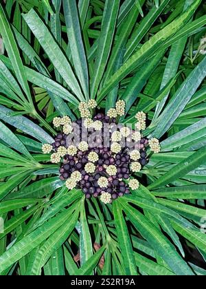 Miagos bush (Osmoxylon lineare Stock Photo - Alamy