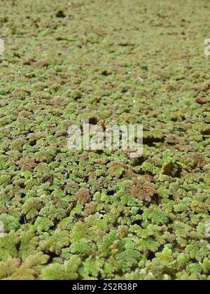 Red Azolla (Azolla rubra Stock Photo - Alamy