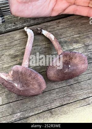 violet pinkgill (Entoloma violaceum Stock Photo - Alamy
