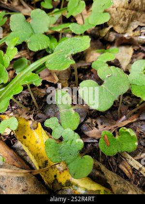 (Corybas trilobus aggregate Stock Photo - Alamy