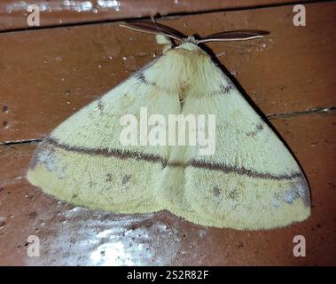 Monkey Moths (Eupterotidae Stock Photo - Alamy