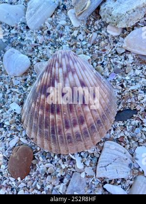 Pacific Calico Scallop (Argopecten ventricosus Stock Photo - Alamy