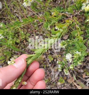 False Boronia (Phyllanthus calycinus Stock Photo - Alamy