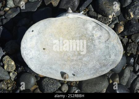 Soft-shelled Clam (Mya arenaria) Mollusca Stock Photo - Alamy