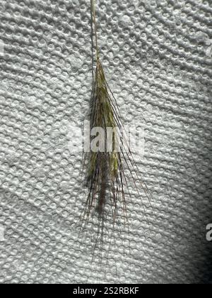 Queensland Blue Grass (Dichanthium sericeum), Plantae, Bundoora VIC ...