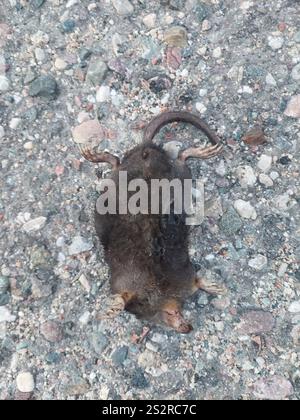 A Star-nosed mole (Condylura cristata) searching for food in Michigan ...
