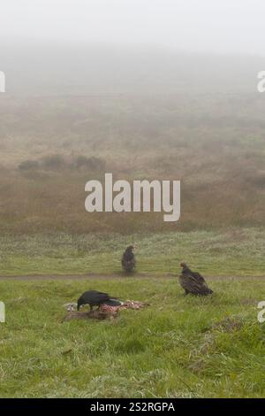 Vultures and raven eating a dead deer Stock Photo - Alamy