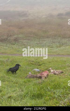 A raven eating a dead deer Stock Photo - Alamy
