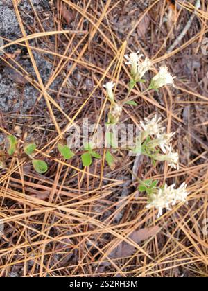 Dixie aster (Sericocarpus tortifolius Stock Photo - Alamy