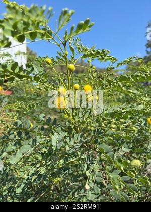 Golden-ball Lead Tree (Leucaena retusa Stock Photo - Alamy