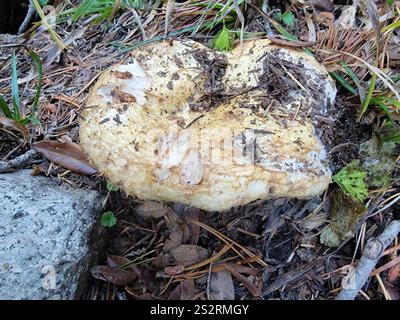 Purple-staining Bearded Milk Cap (Lactarius repraesentaneus Stock Photo ...