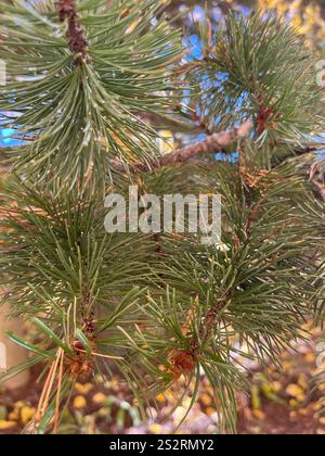 southwestern white pine (Pinus strobiformis Stock Photo - Alamy