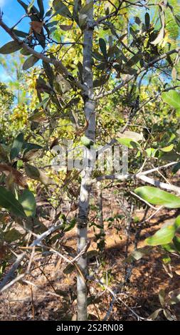 bluejack oak (Quercus incana Stock Photo - Alamy