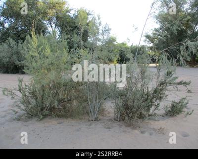 Wild Tamarisk (Tamarix usneoides Stock Photo - Alamy