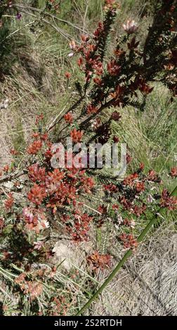 Corsican heath (Erica terminalis Stock Photo - Alamy