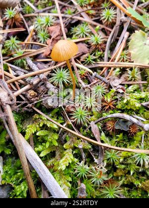 Moss Bell (Galerina hypnorum Stock Photo - Alamy