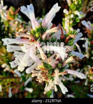 Erica Perspicua Prince Of Wales Heath Mountain Fynbos Ericaceae South ...