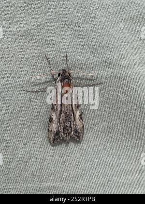 Obscure Sphinx (Erinnyis obscura Stock Photo - Alamy