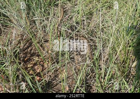 Breyer's Long-tailed Seps (Tetradactylus breyeri Stock Photo - Alamy