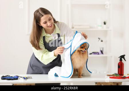 Female groomer wiping Pomeranian dog's hair after washing in salon ...