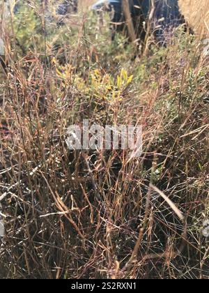 Bush Muhly (Muhlenbergia porteri Stock Photo - Alamy