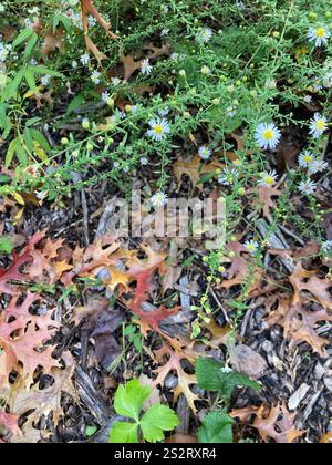 Small White Aster (Symphyotrichum racemosum) Plantae Stock Photo - Alamy