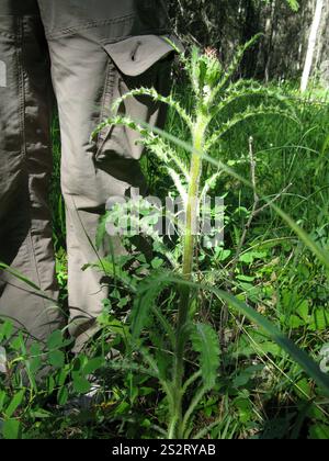 dwarf thistle (Cirsium drummondii Stock Photo - Alamy