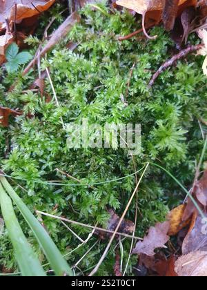 Palm-tree Moss (Plagiomnium undulatum Stock Photo - Alamy