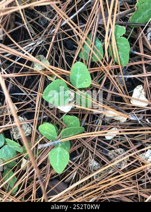 (Phaseolus polystachios sinuatus Stock Photo - Alamy