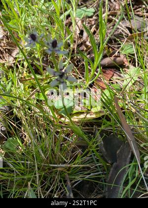 Early Nancy (Wurmbea dioica Stock Photo - Alamy