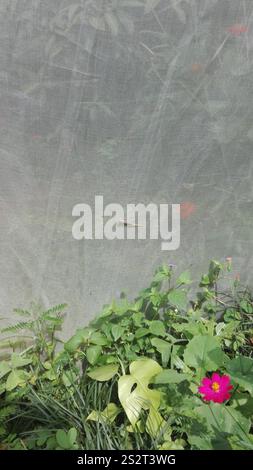 (Gonatodes albogularis fuscus Stock Photo - Alamy