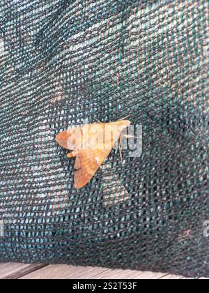 Comma Nephele (Nephele comma Stock Photo - Alamy