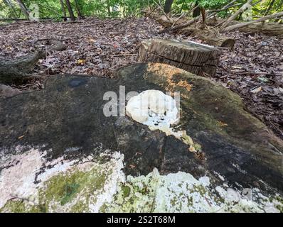 true slime molds (Myxomycetes Stock Photo - Alamy