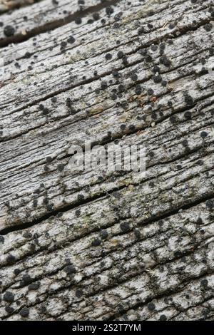 Tiny Button Lichen (Amandinea punctata Stock Photo - Alamy