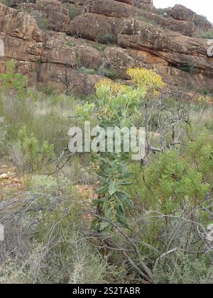 Poorflower Babooncabbage (Othonna parviflora Stock Photo - Alamy