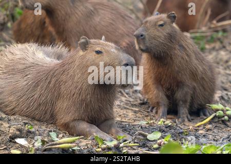 Capybara or capybara (Hydrochoerus hydrochaeris), several animals ...