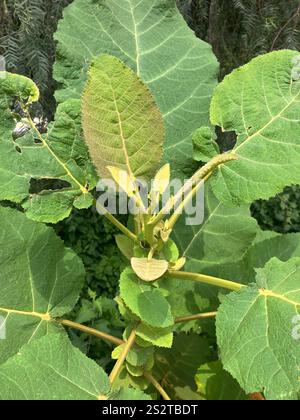 fiberglass plant (Wigandia urens Stock Photo - Alamy