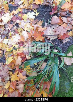 White Bear Sedge (Carex albursina) Plantae Stock Photo - Alamy