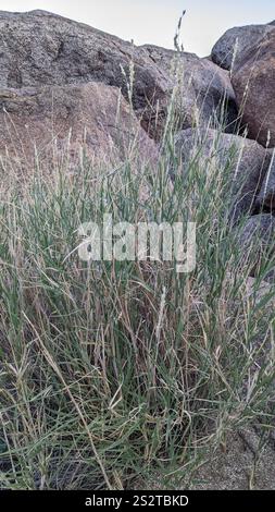 Big Galleta (Hilaria rigida Stock Photo - Alamy