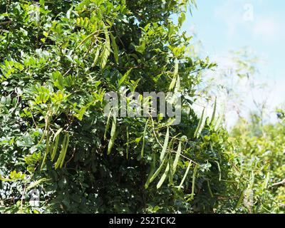 Evergreen Wisteria (Wisteriopsis reticulata Stock Photo - Alamy