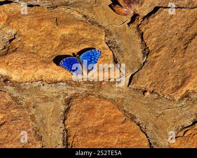 Royal Blue Pansy (Junonia rhadama Stock Photo - Alamy
