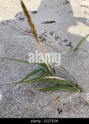 seashore dropseed (Sporobolus virginicus Stock Photo - Alamy