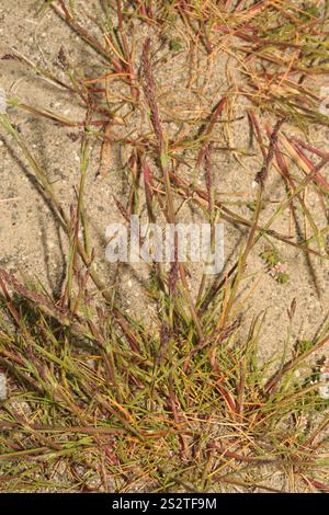 Sea Fern-grass - Catapodium marinum Stock Photo - Alamy