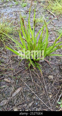 Flat-leaved Rush (Juncus planifolius Stock Photo - Alamy