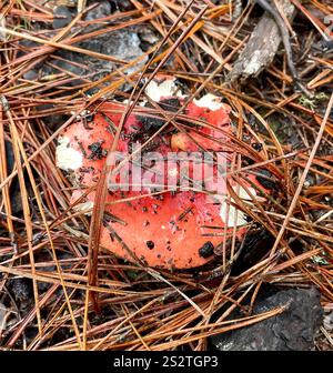 Winter Russula (Russula cremoricolor Stock Photo - Alamy