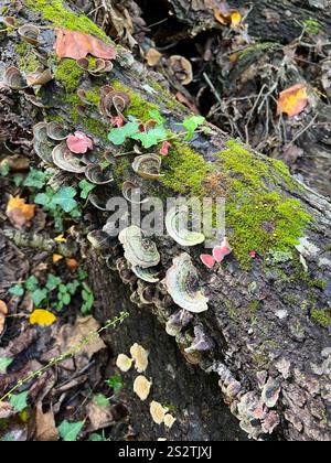 Coral-pink Merulius (Phlebia incarnata) Fungi Stock Photo - Alamy