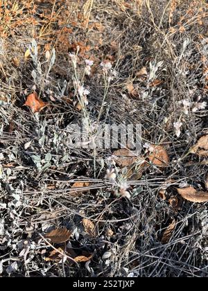 Snow Buckwheat (Eriogonum niveum Stock Photo - Alamy