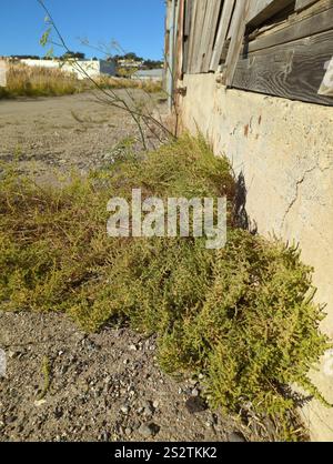 cutleaf goosefoot (Dysphania multifida Stock Photo - Alamy