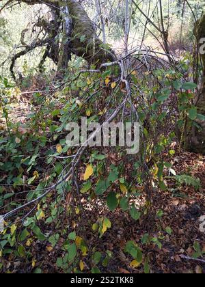 Western Leatherwood (Dirca occidentalis Stock Photo - Alamy