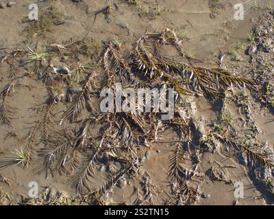 robbins' pondweed (Potamogeton robbinsii Stock Photo - Alamy